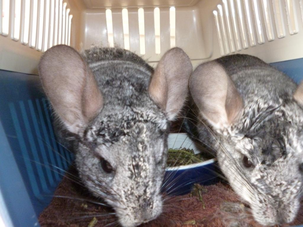 Charlie & Lilli | Tierheim Bad Kreuznach